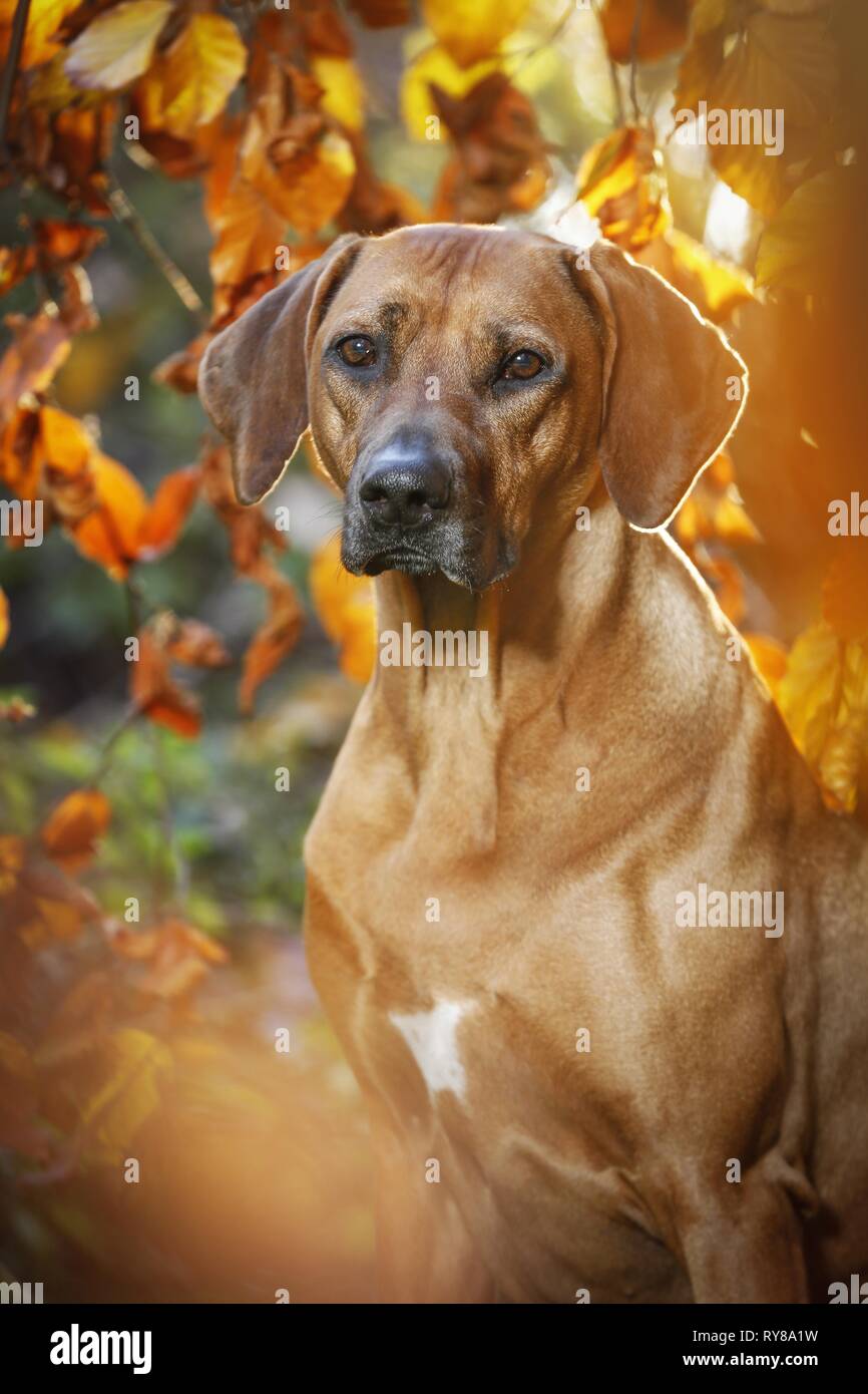 Rhodesian Ridgeback Portrait Stock Photo - Alamy