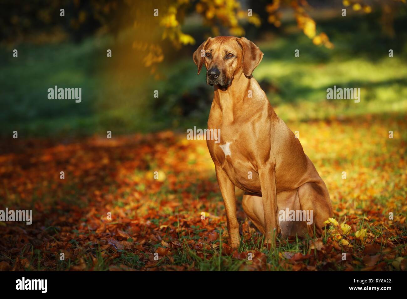 sitting Rhodesian Ridgeback Stock Photo - Alamy