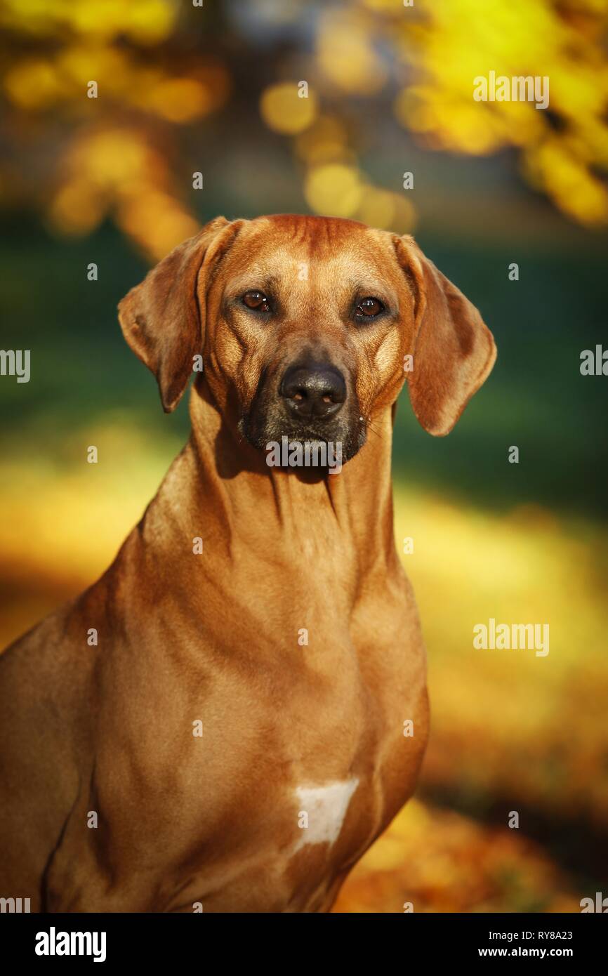 Rhodesian Ridgeback Portrait Stock Photo - Alamy
