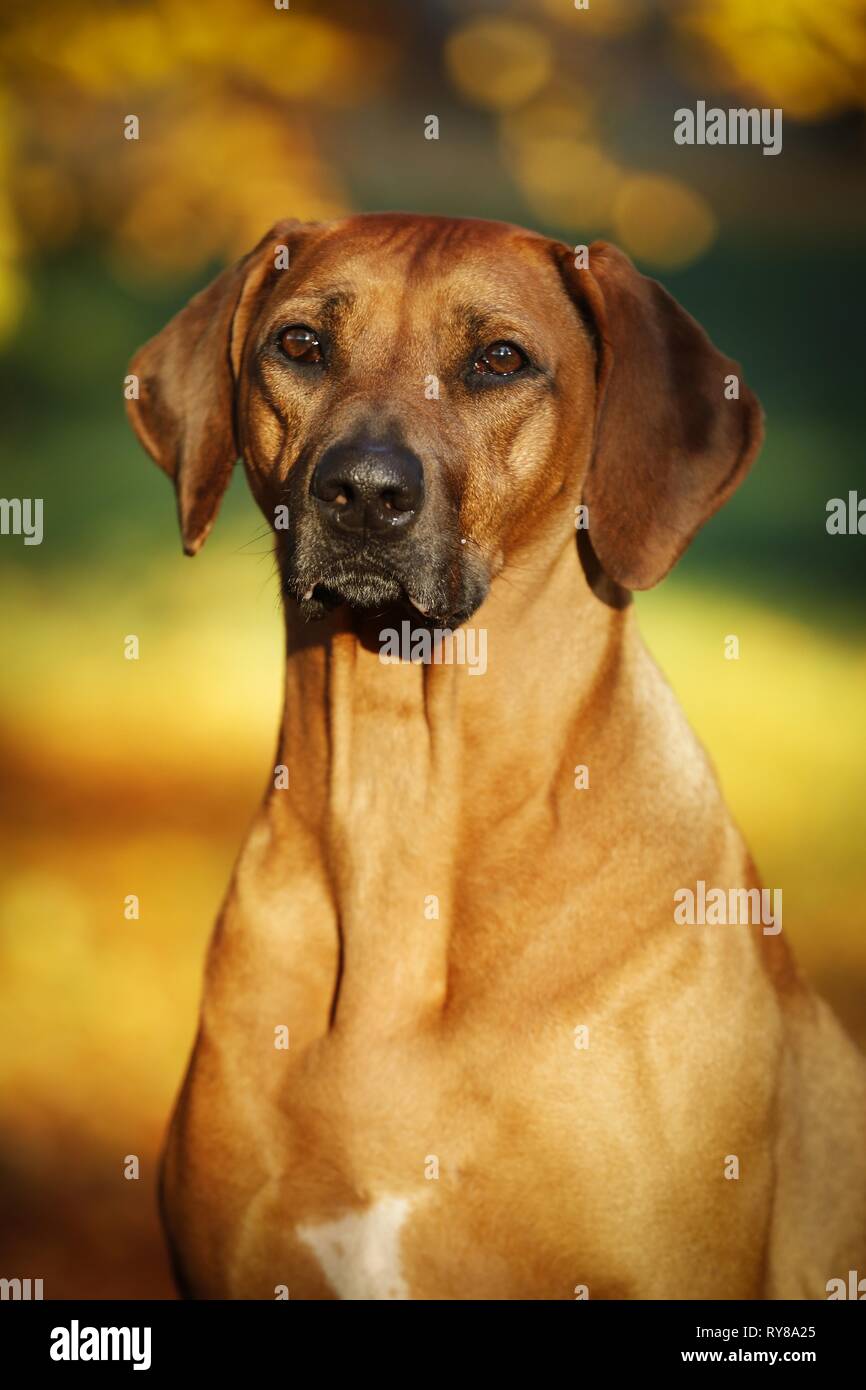 Rhodesian Ridgeback Portrait Stock Photo - Alamy