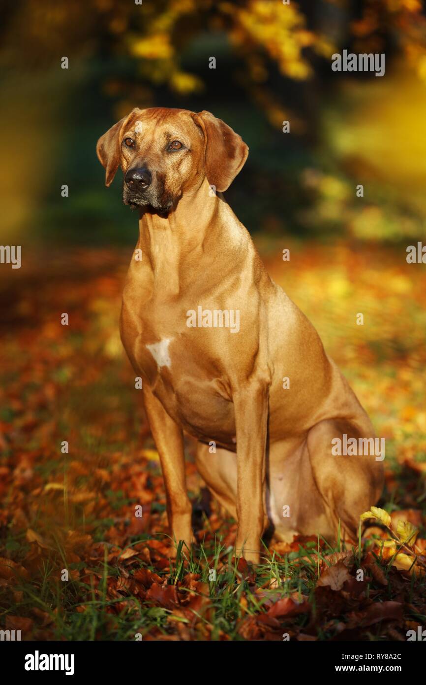 sitting Rhodesian Ridgeback Stock Photo - Alamy