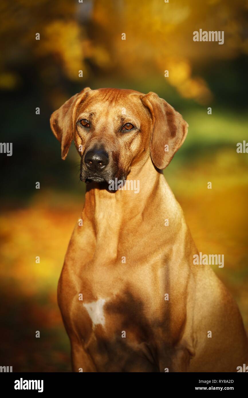 Rhodesian Ridgeback Portrait Stock Photo - Alamy