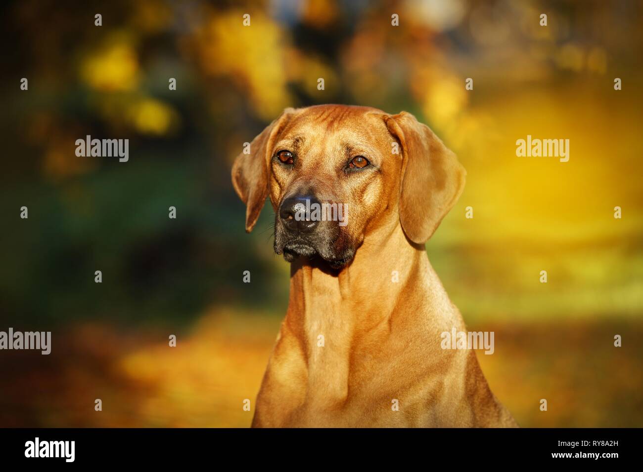 Rhodesian Ridgeback Portrait Stock Photo - Alamy
