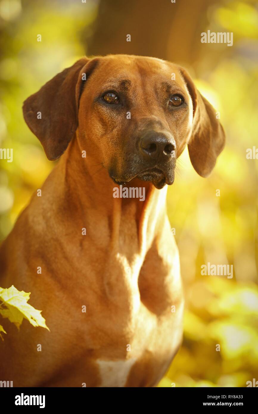 Rhodesian Ridgeback Portrait Stock Photo - Alamy