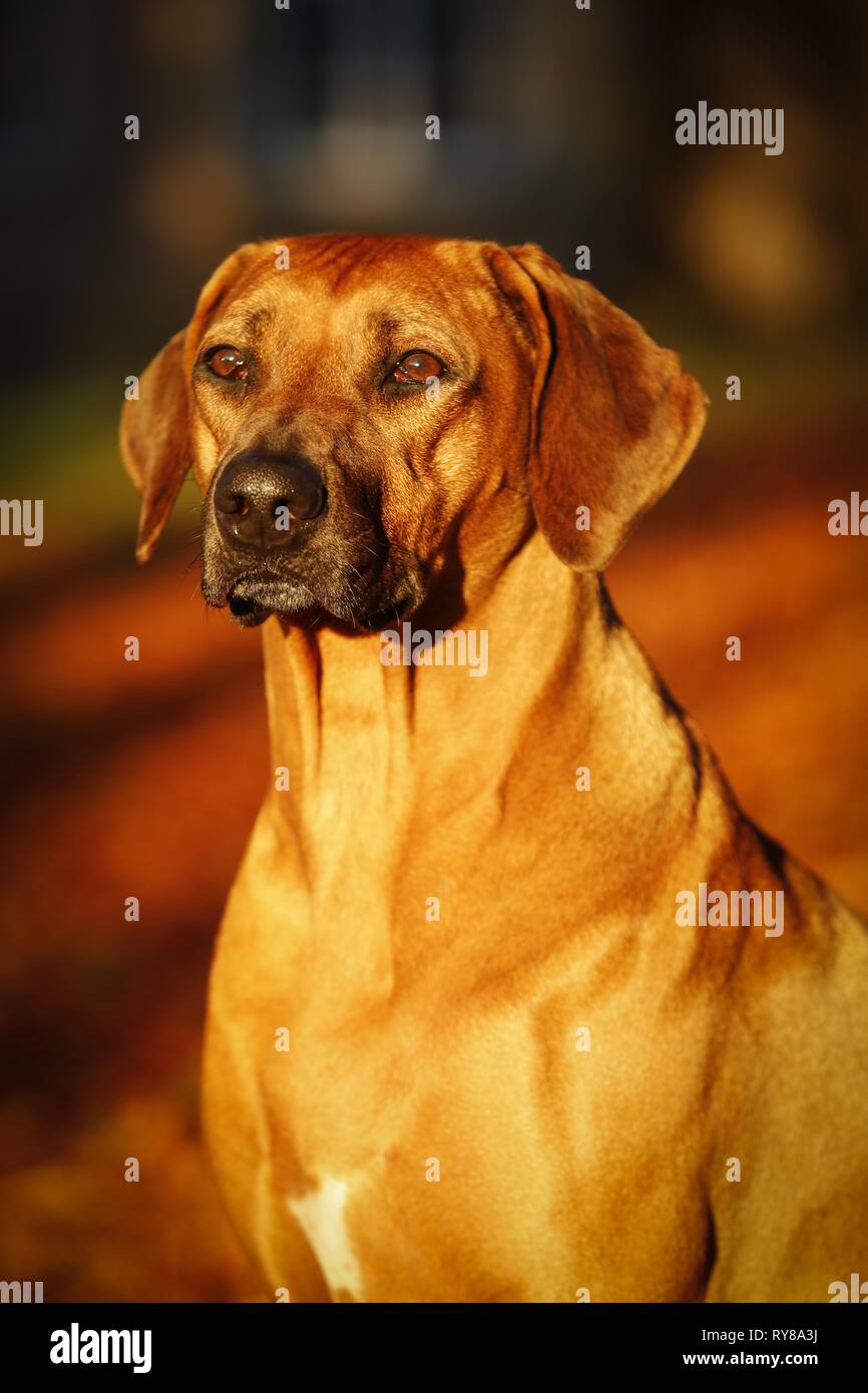 Rhodesian Ridgeback Portrait Stock Photo - Alamy