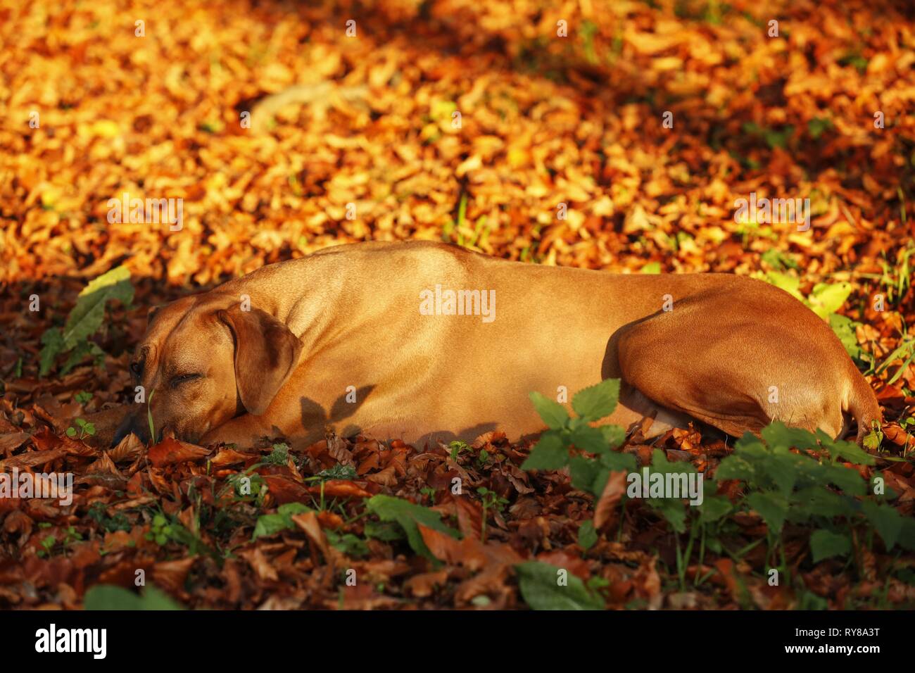 lying Rhodesian Ridgeback Stock Photo - Alamy