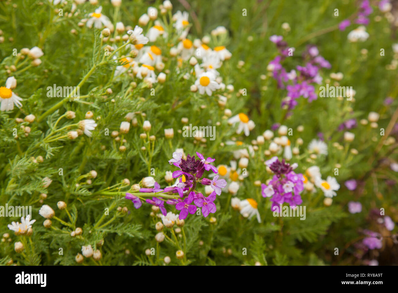 flora of Gran Canaria - Erysimum albescens, endemic to the island and ...