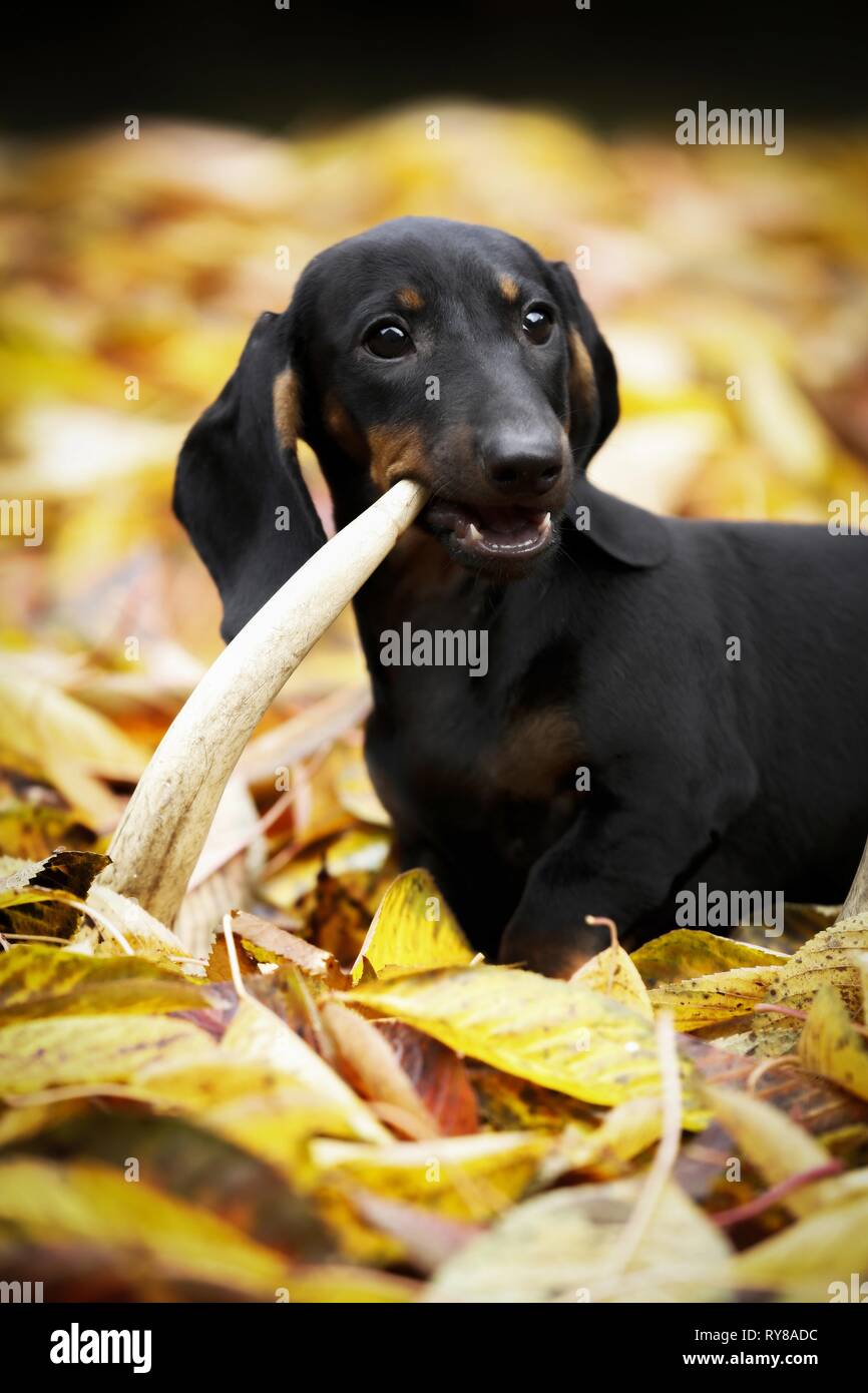Puppy chomping hi-res stock photography and images - Alamy