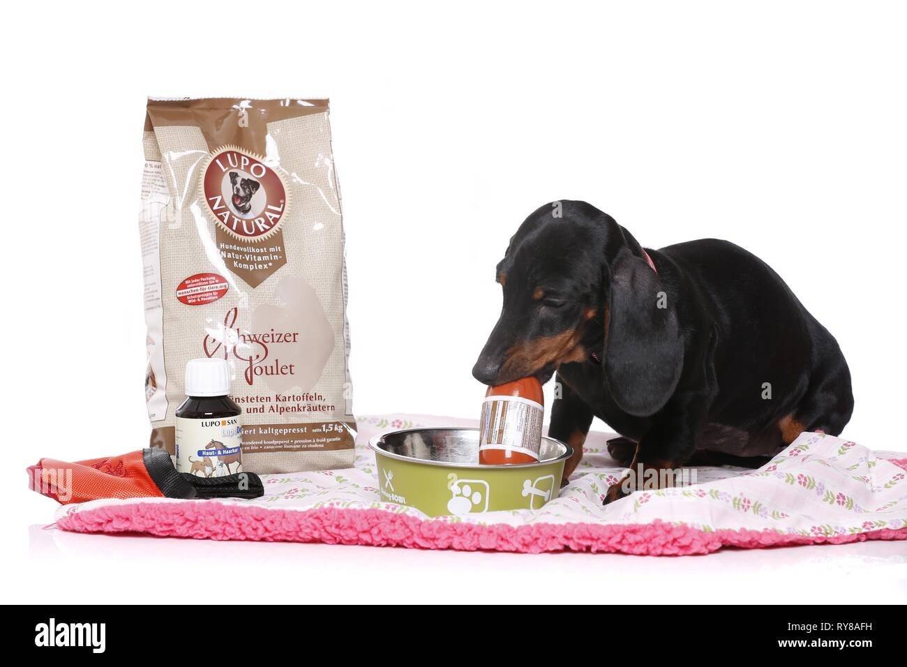 Small black tan dachshund puppy Cut Out Stock Images & Pictures - Alamy