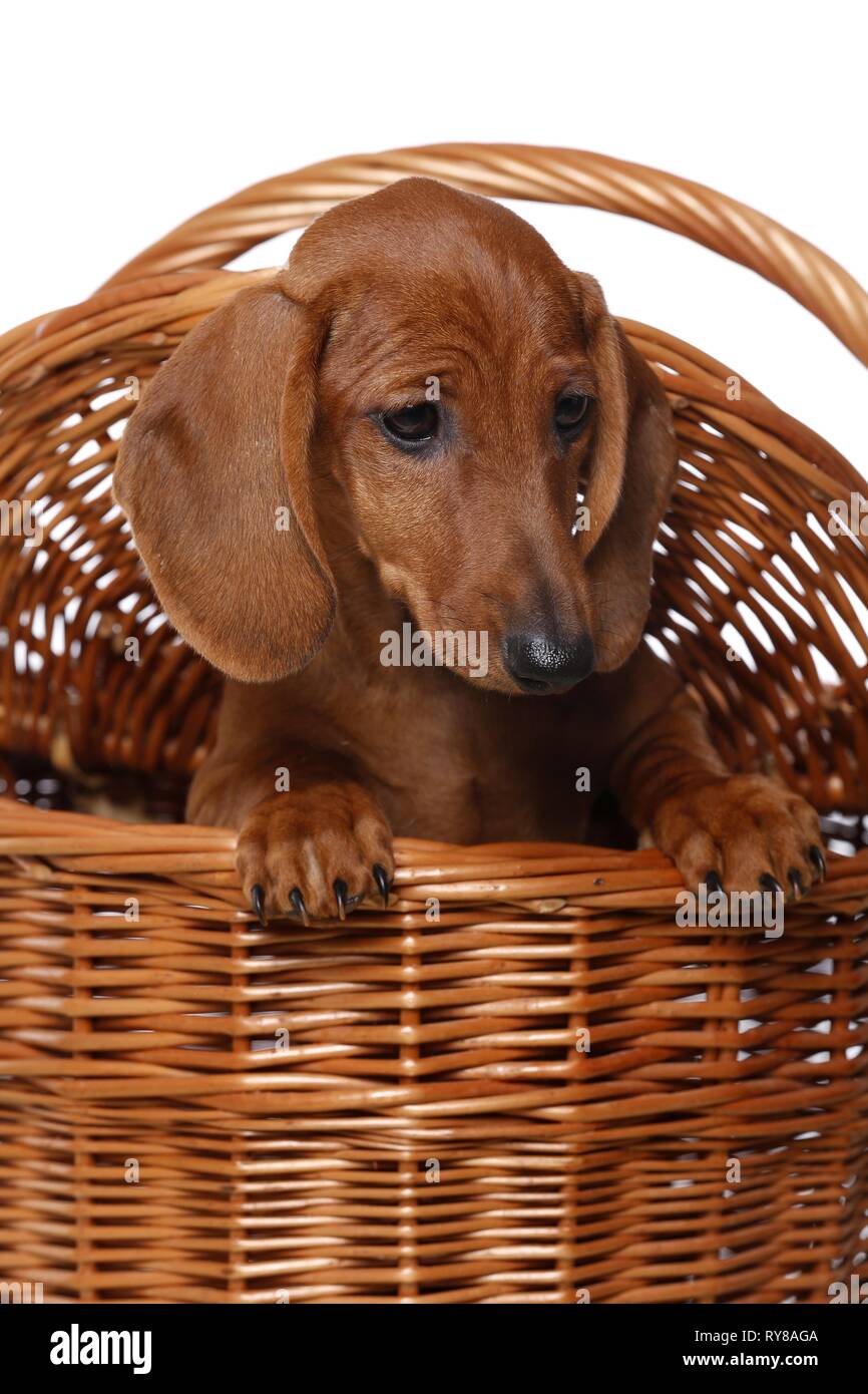 3 dachshund puppies hi-res stock photography and images - Alamy
