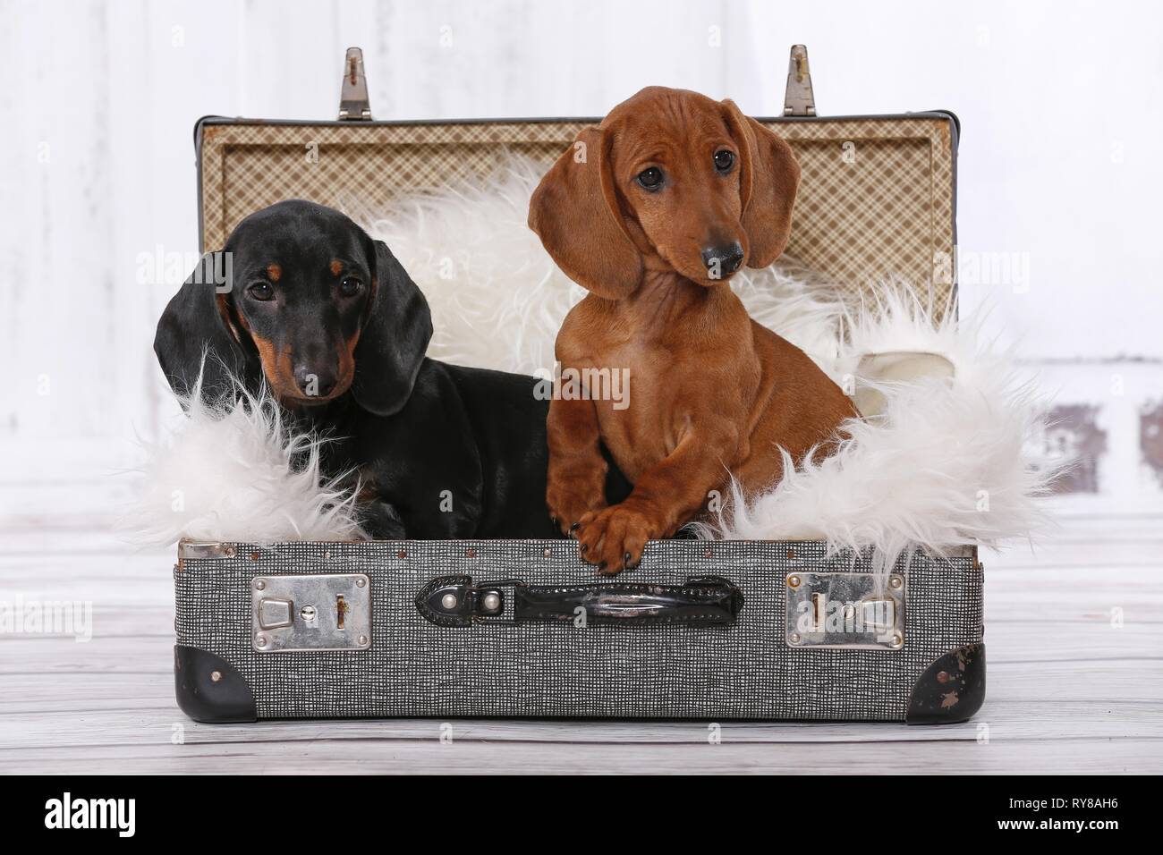 2 Dachshund Puppies Stock Photo - Alamy