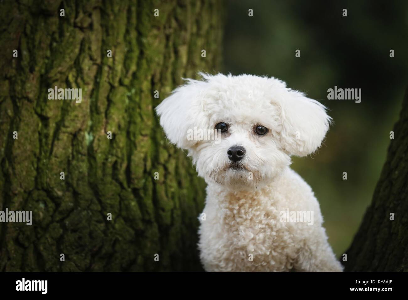 Bichon Frise Portrait Stock Photo - Alamy