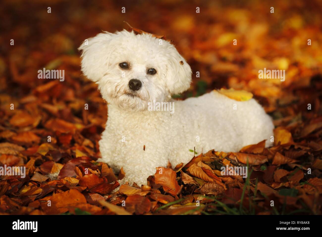 lying Bichon Frise Stock Photo - Alamy