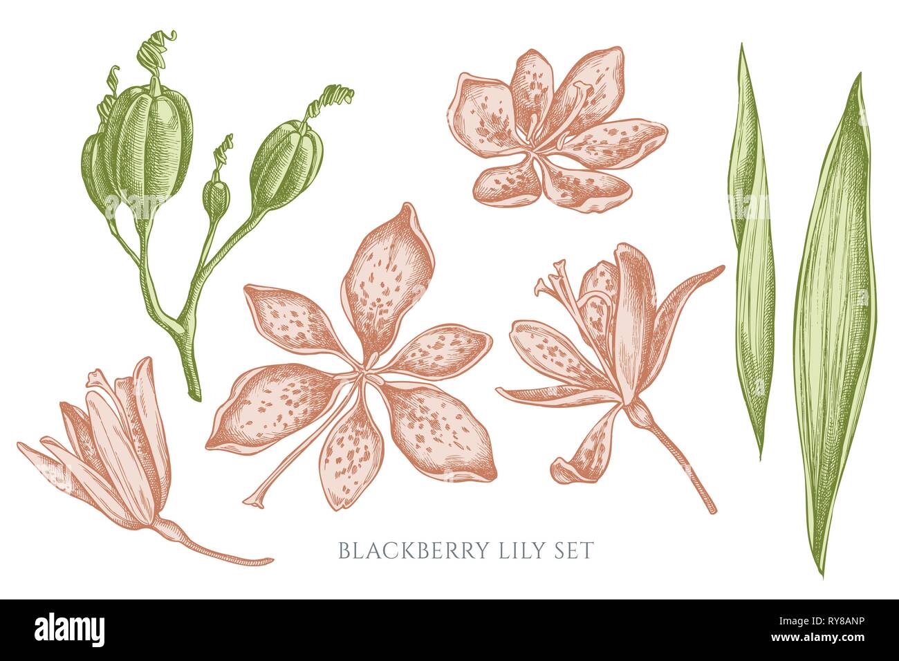 Hand drawn blackberry Cut Out Stock Images & Pictures - Alamy