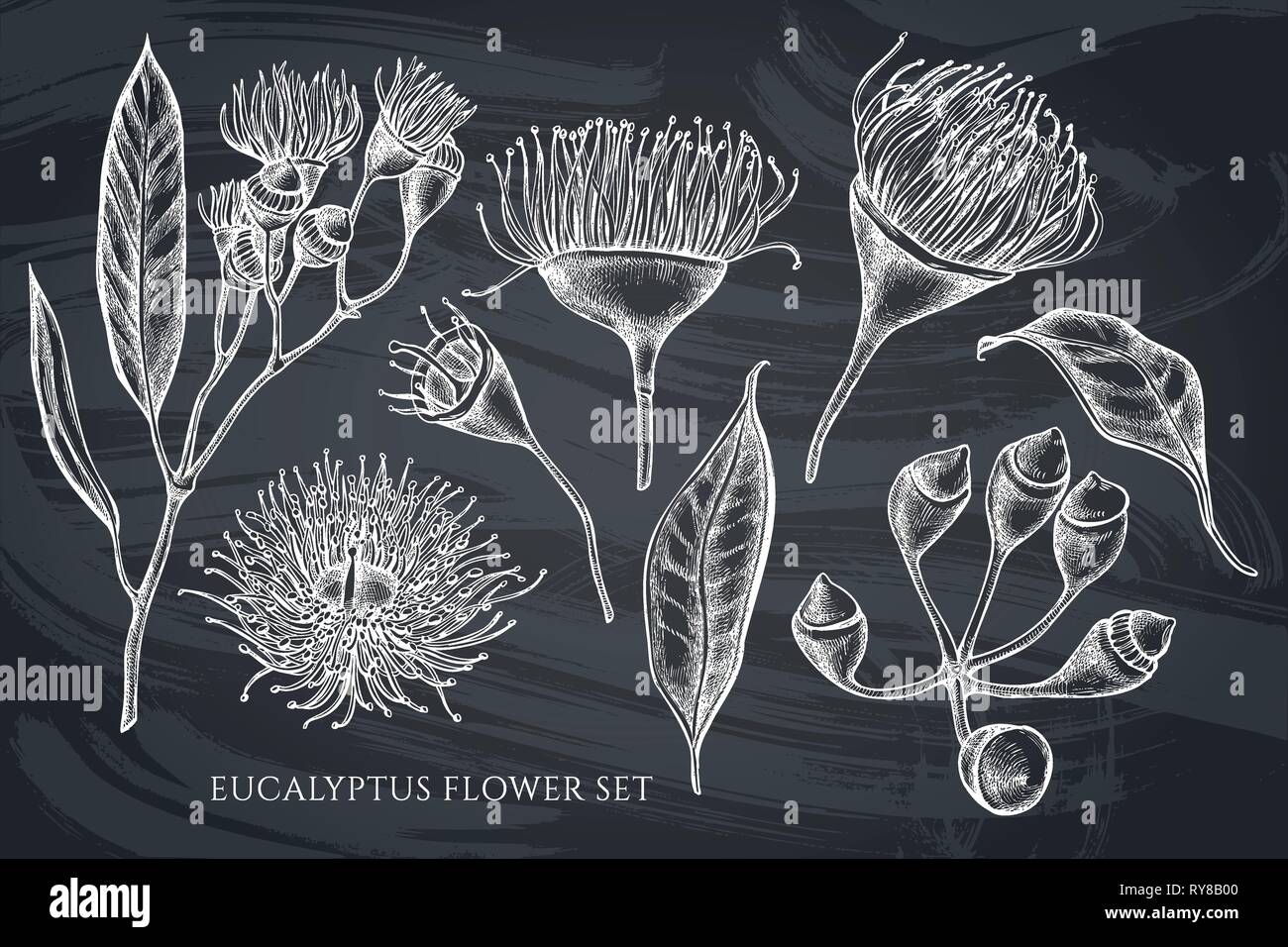 Native flower artwork Stock Vector Images - Alamy