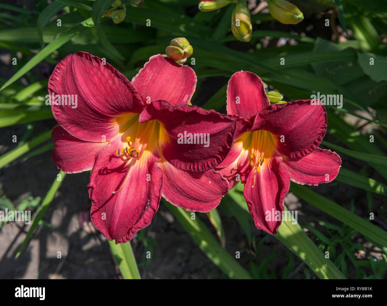 Close-up two bright maroon lilies on green background in sunlight Stock ...
