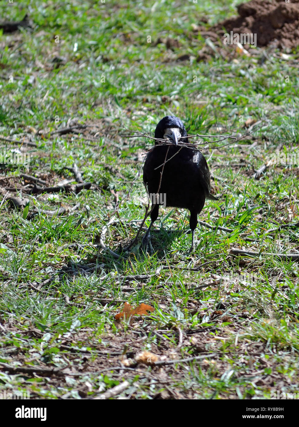 Carrion crow nest hi-res stock photography and images - Alamy
