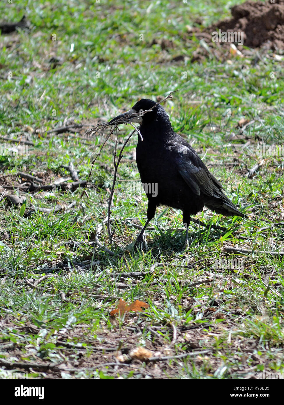 Carrion Crow Nest High Resolution Stock Photography and Images - Alamy