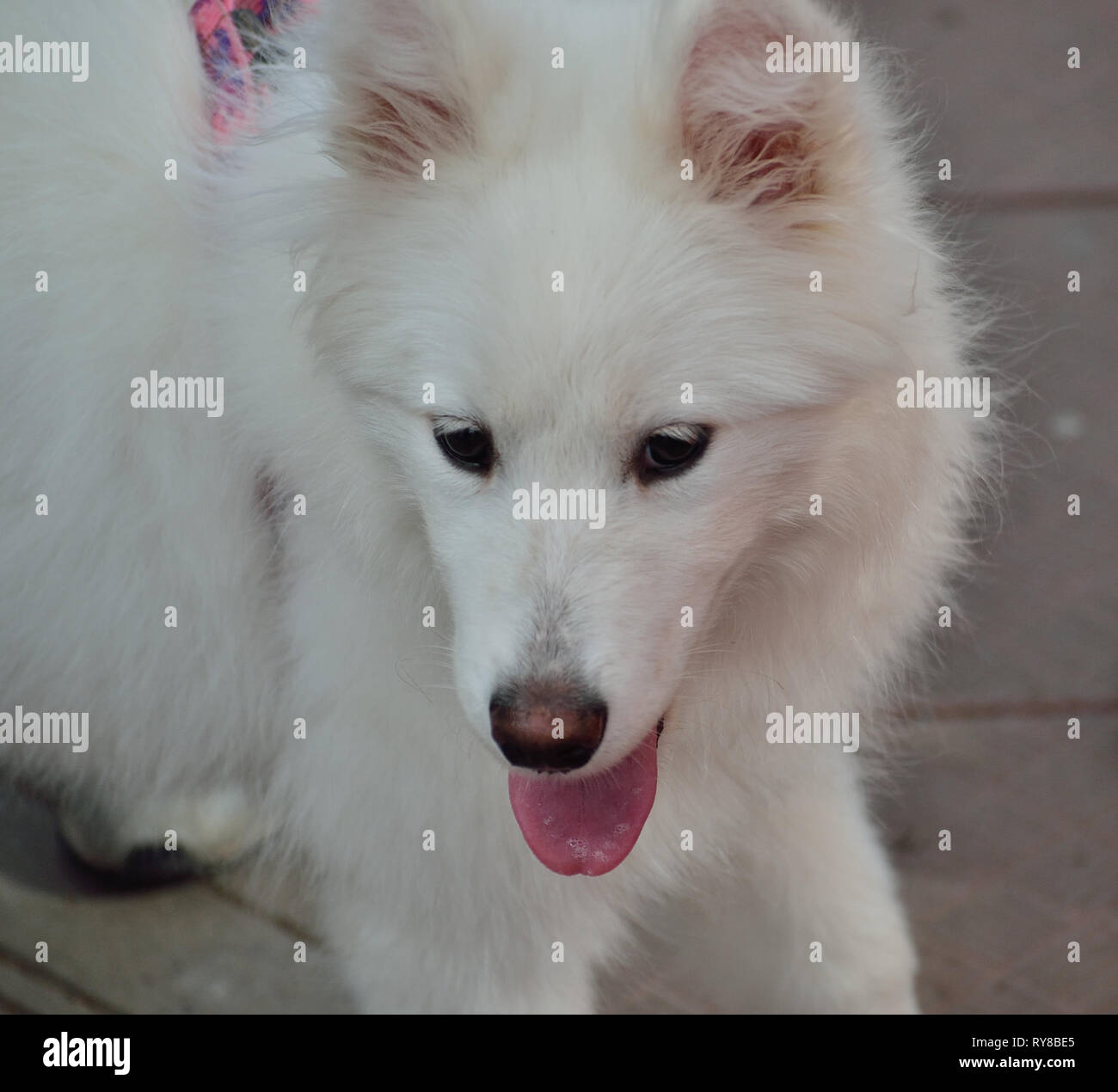 Samoyed face hi-res stock photography and images - Alamy