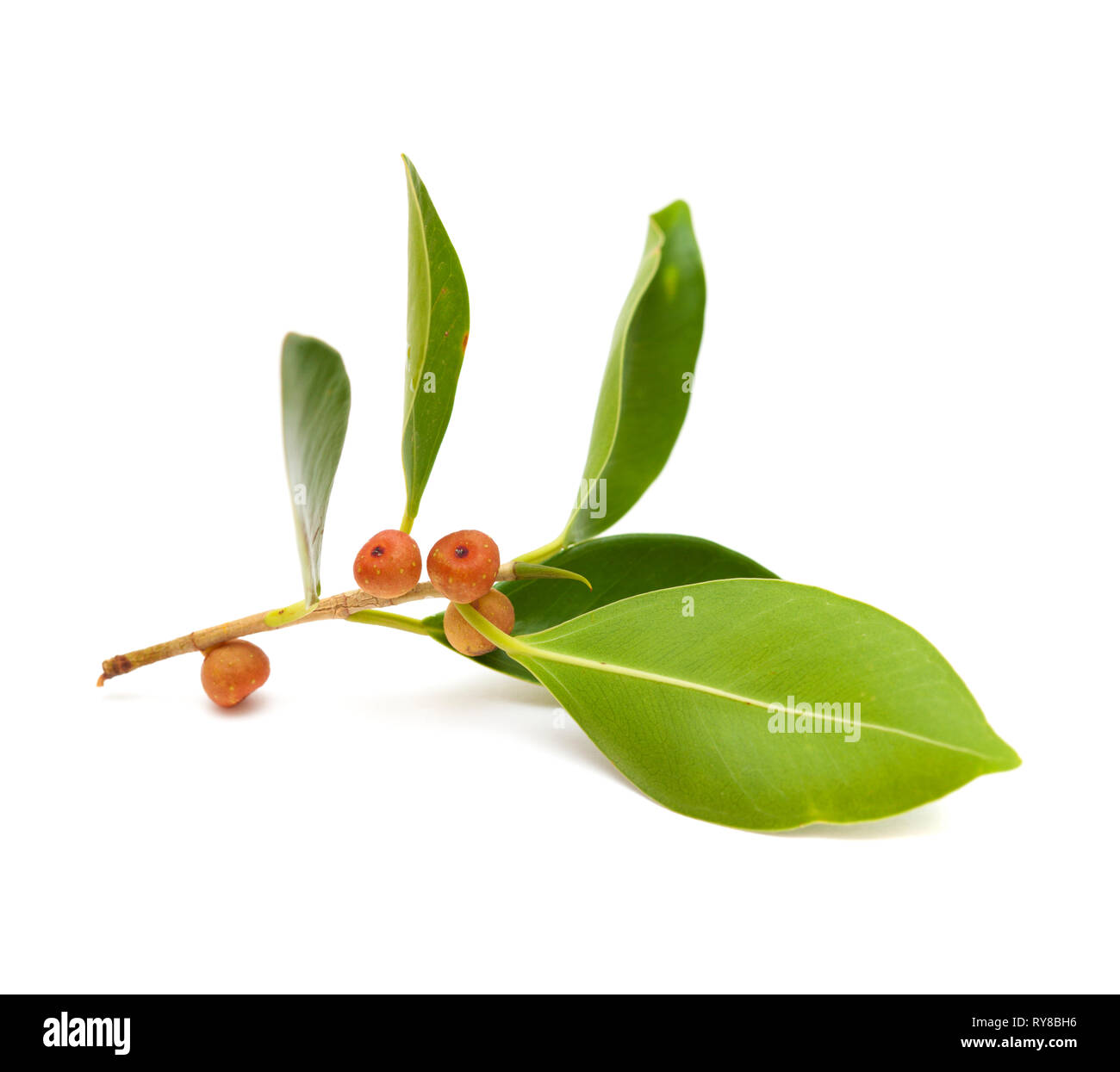 Shade ficus fruit hi-res stock photography and images - Alamy