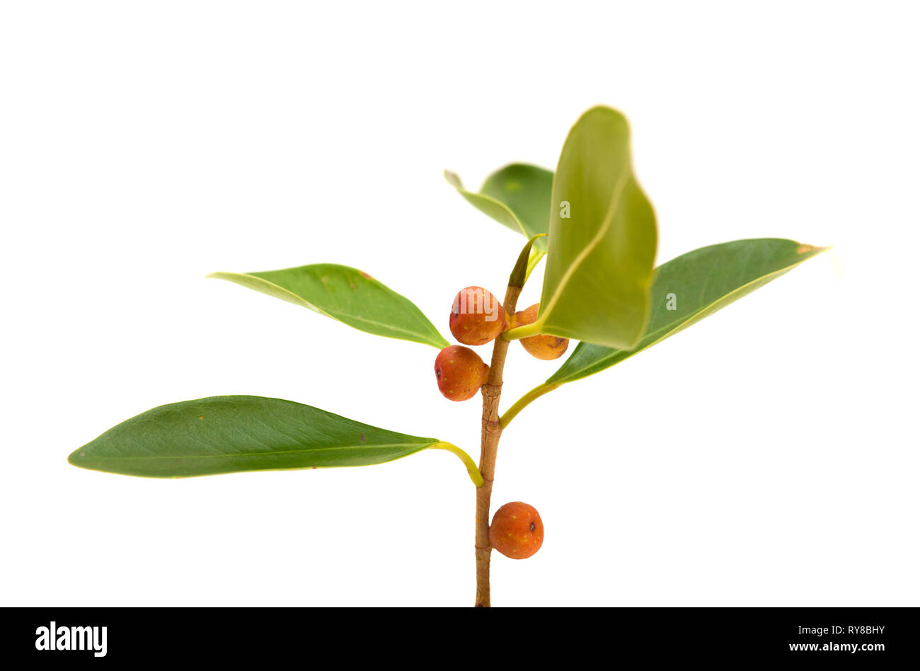 small twig of Ficus microcarpa, isolated on white background Stock ...