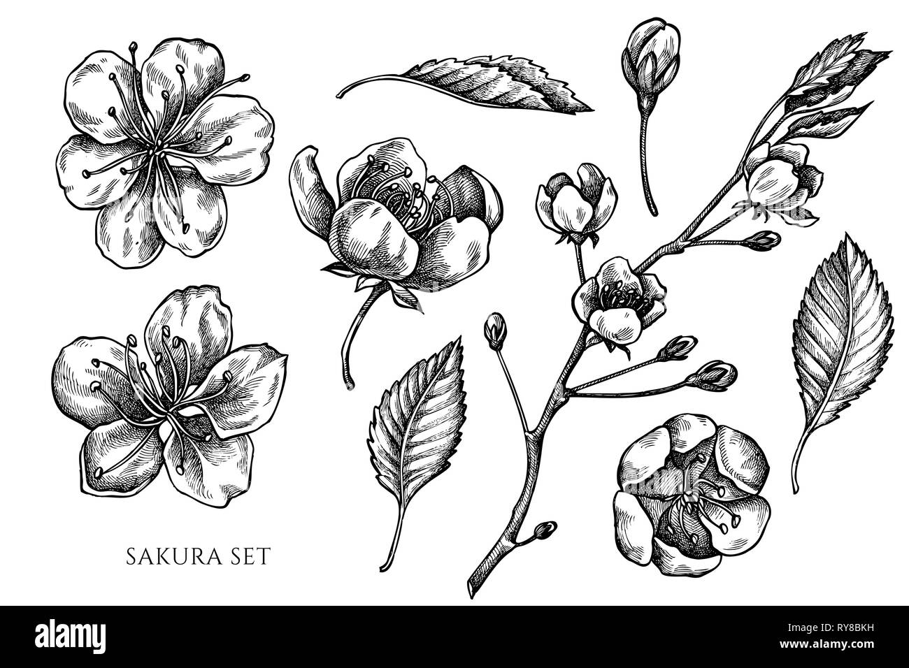Vector collection of hand drawn black and white sakura Stock Vector ...