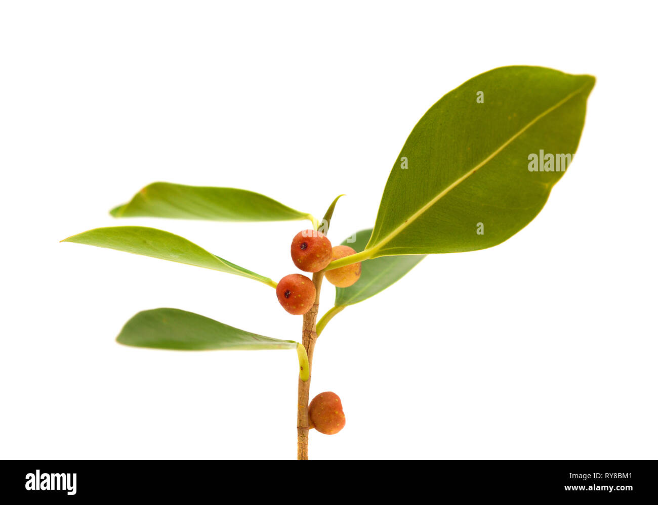 small twig of Ficus microcarpa, isolated on white background Stock ...