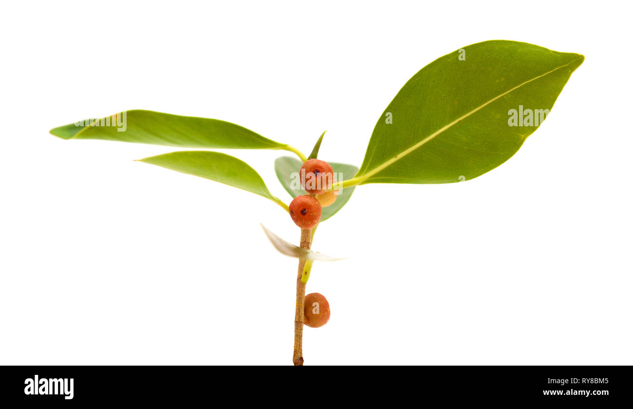 small twig of Ficus microcarpa, isolated on white background Stock ...