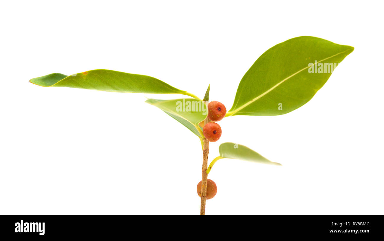 small twig of Ficus microcarpa, isolated on white background Stock ...
