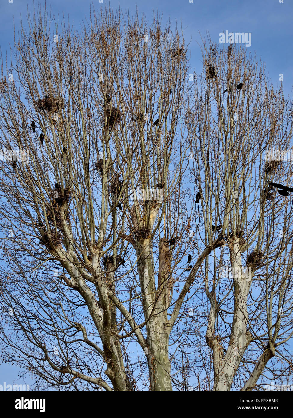Tree with a lot of carrion crows nests Stock Photo - Alamy
