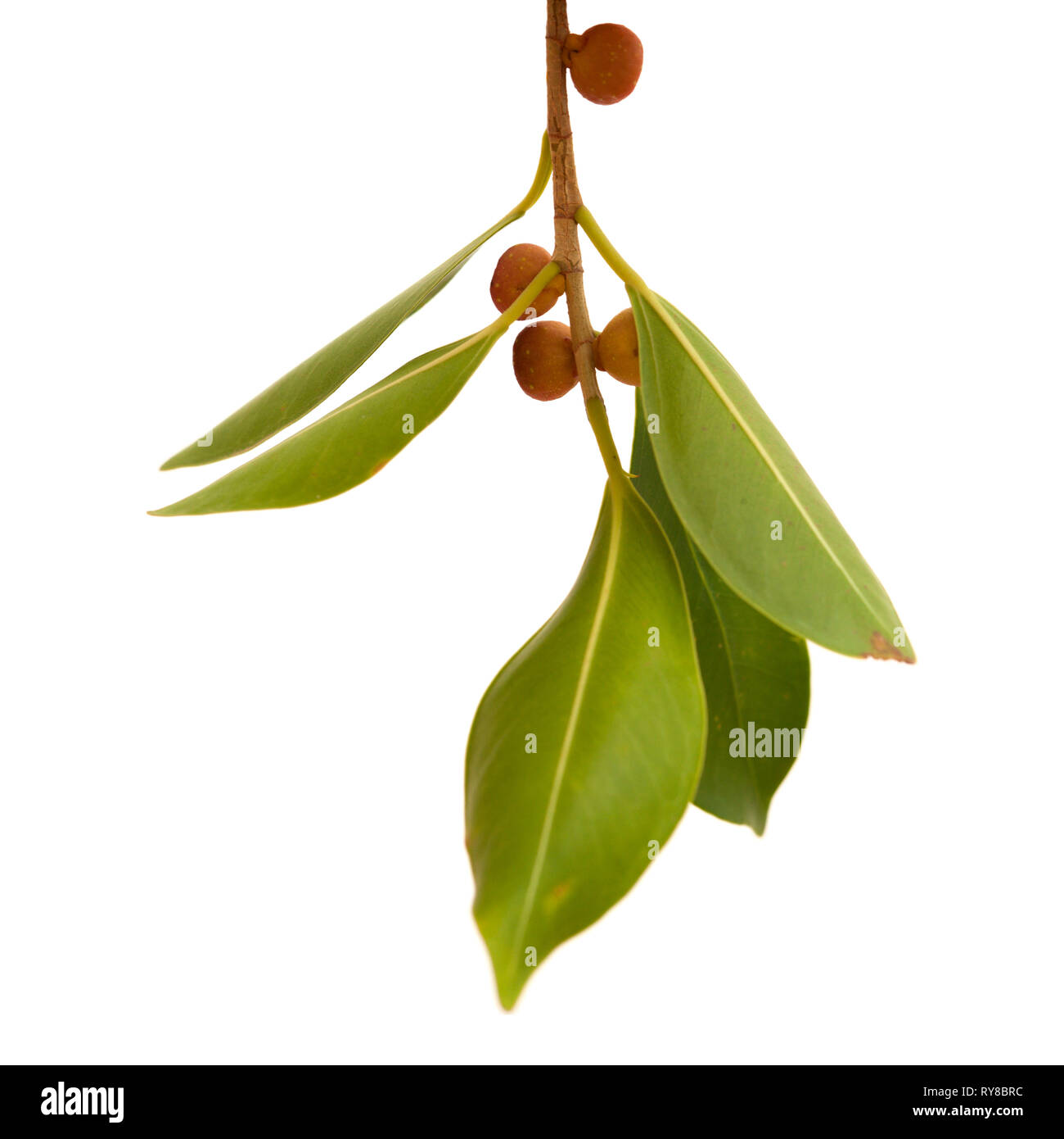 small twig of Ficus microcarpa, isolated on white background Stock ...