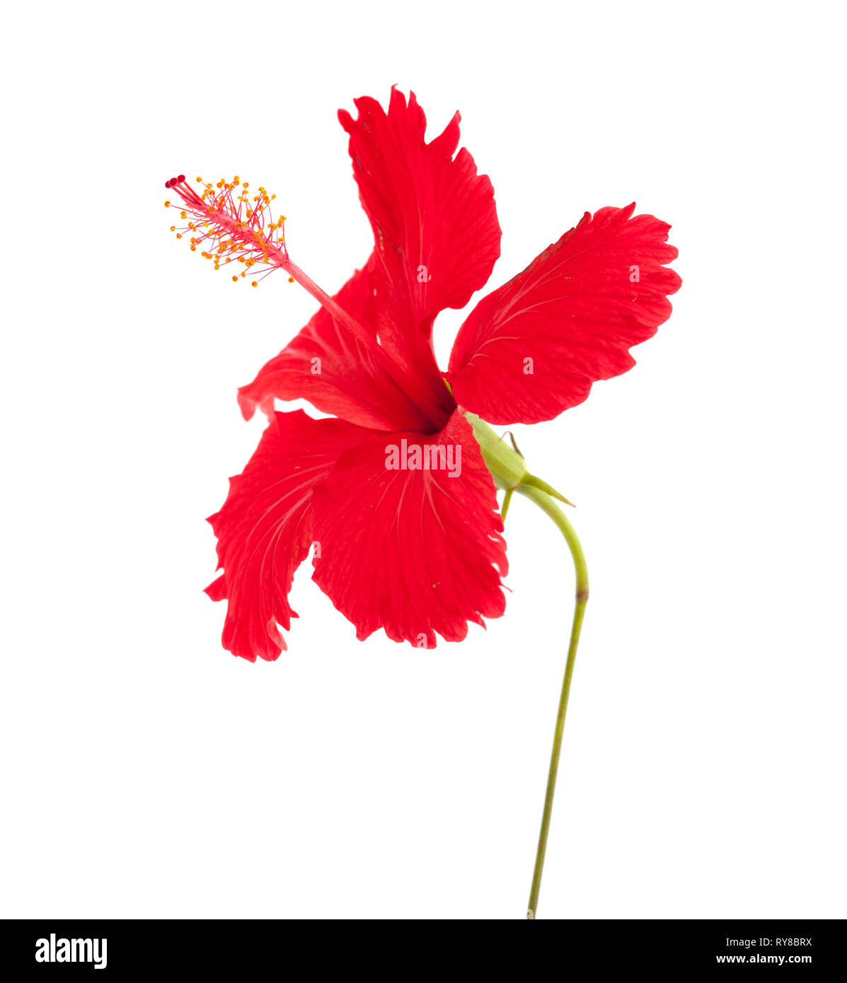 Beautiful red hibiscus in Cut Out Stock Images & Pictures - Alamy