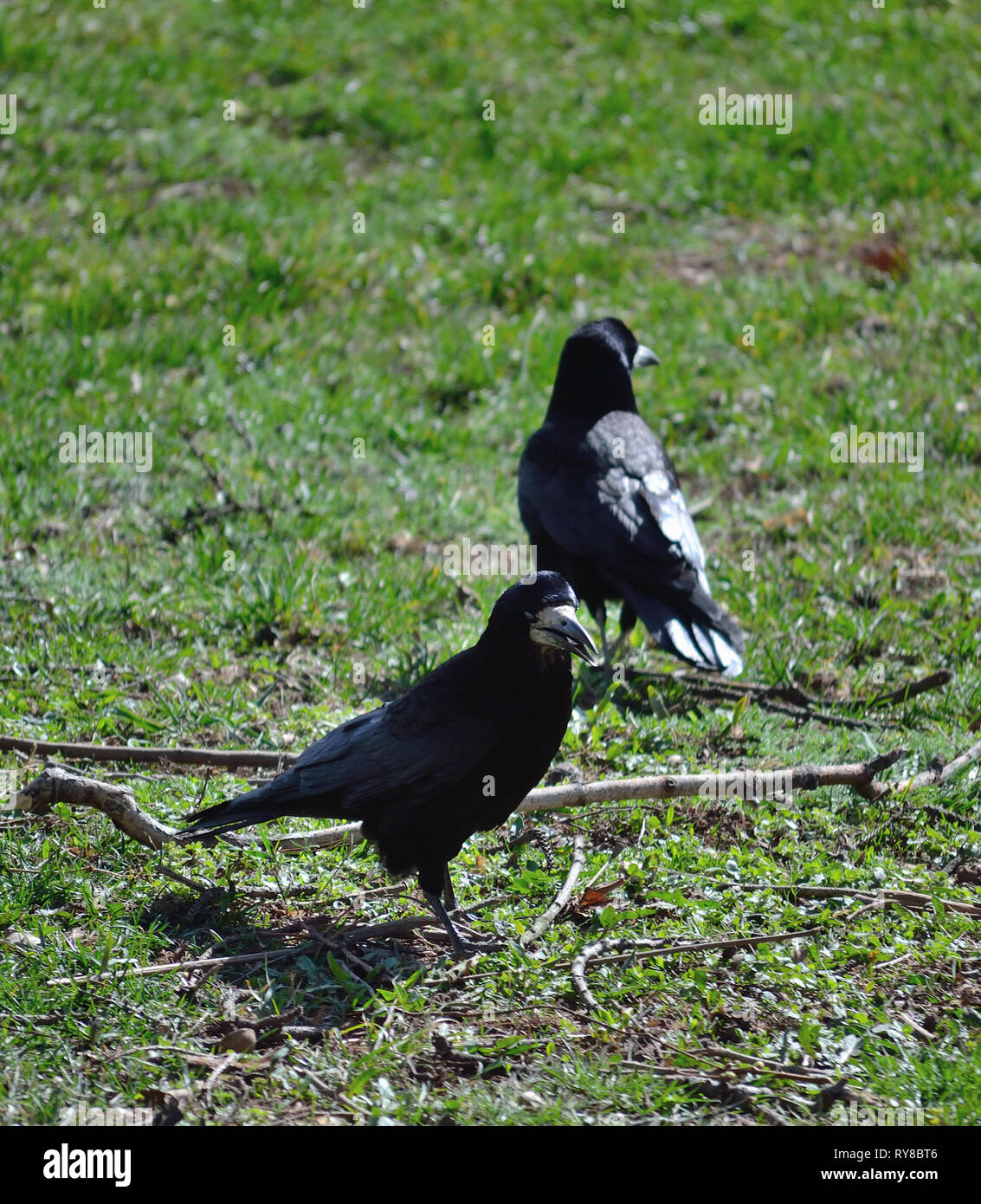 Carrion crows nest hi-res stock photography and images - Alamy