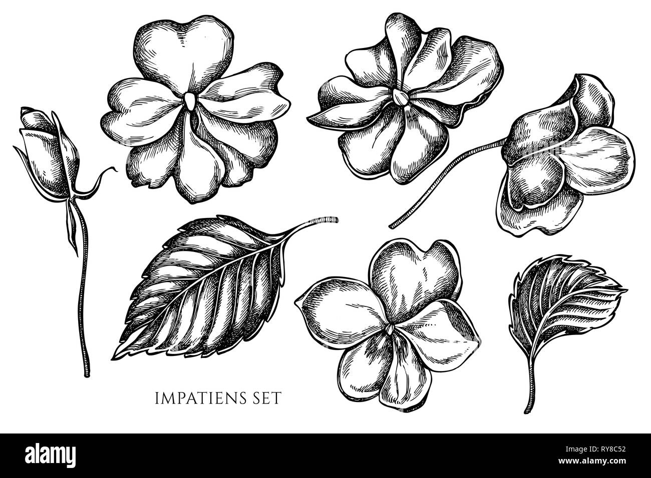 Vector collection of hand drawn black and white impatiens Stock Vector ...