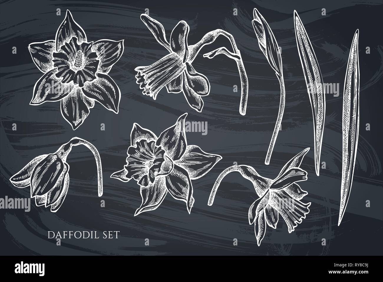 Vector collection of hand drawn chalk daffodil Stock Vector Image & Art ...
