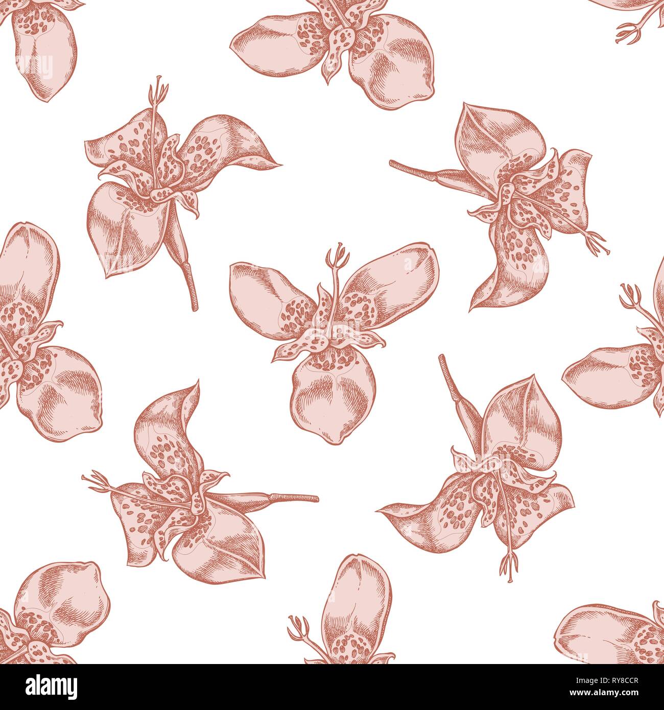 Tiger flower tigridia Stock Vector Images - Alamy