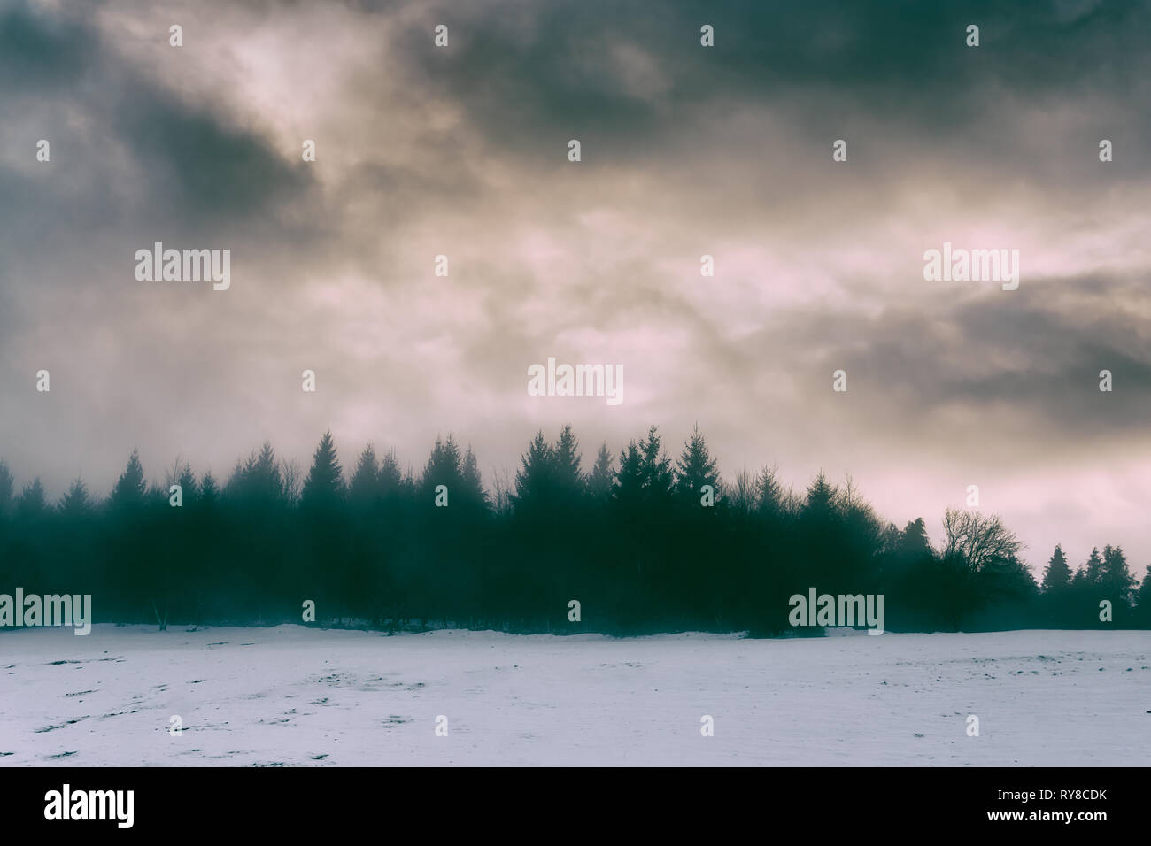 Pines and sky hi-res stock photography and images - Alamy