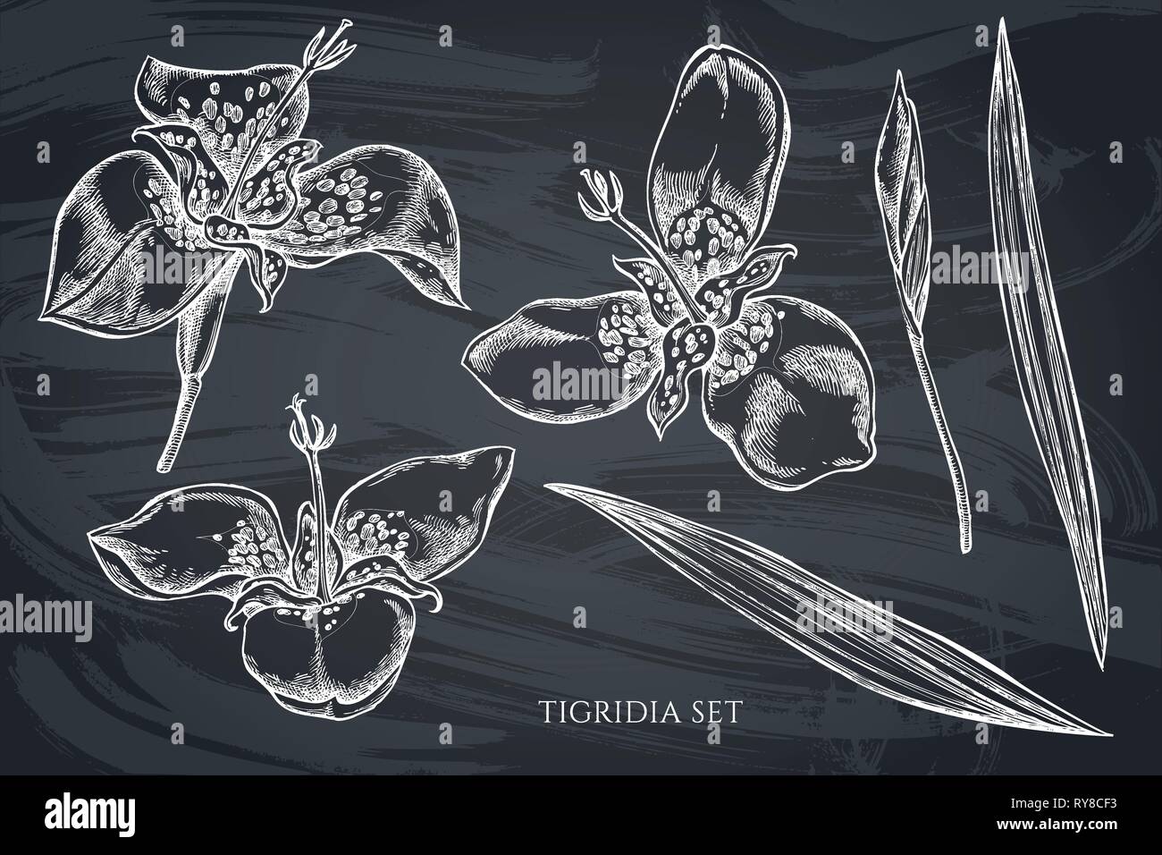 Vector collection of hand drawn chalk tigridia Stock Vector Image & Art ...