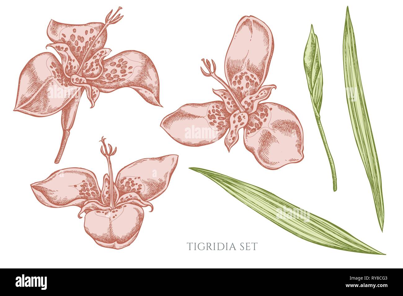Vector collection of hand drawn pastel tigridia Stock Vector Image ...
