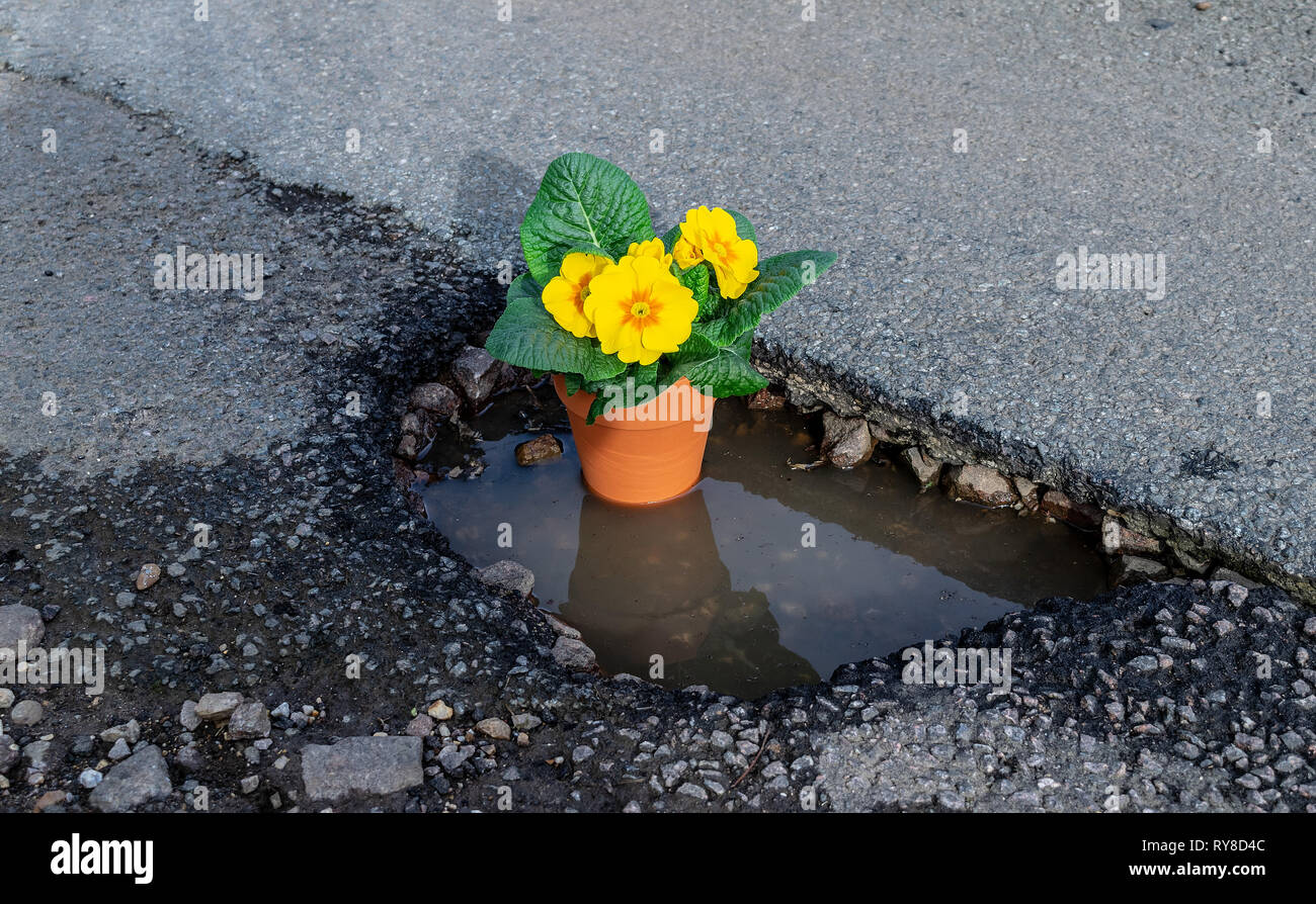Small Pot of Yellow Polyanthus Flowers in a Large Pothole Stock Photo ...