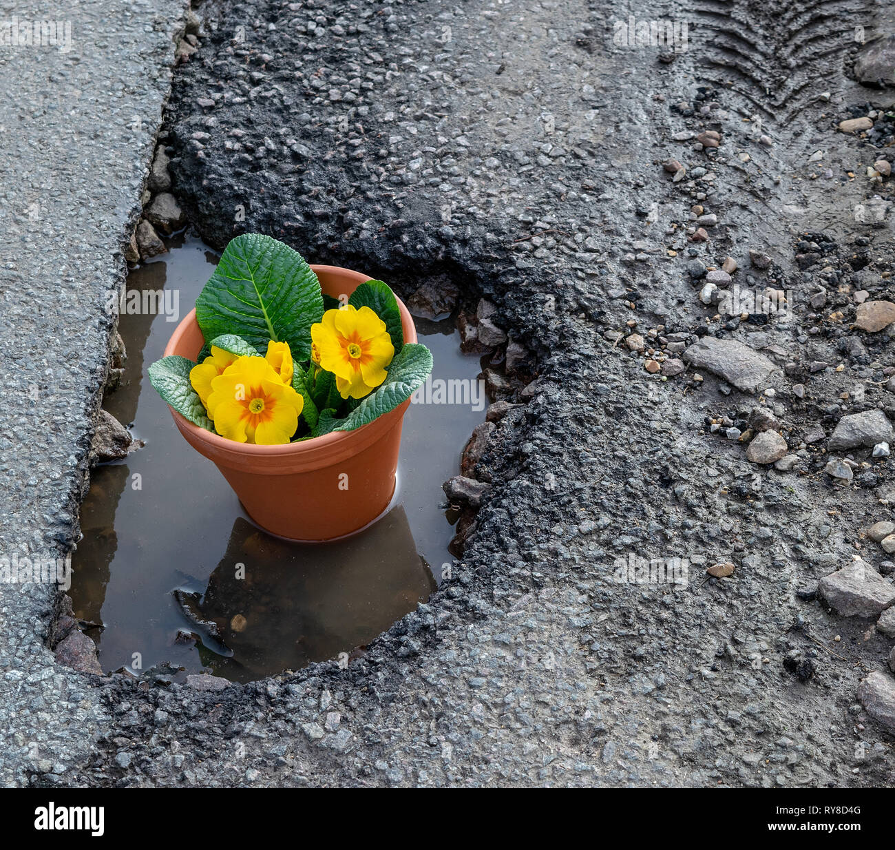 Small Pot of Yellow Polyanthus Flowers in a Large Pothole Stock Photo ...