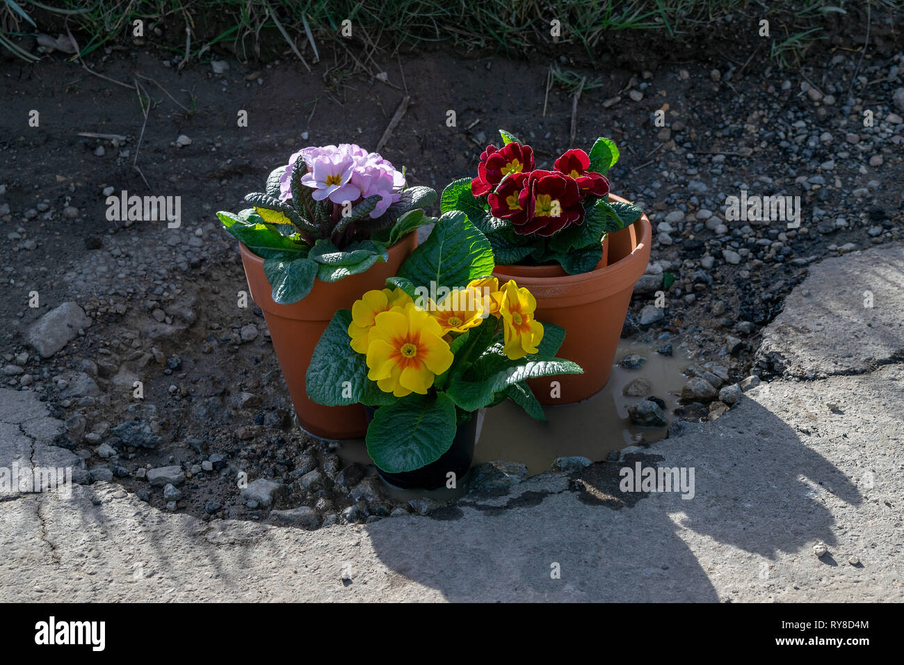 Three small pots of Red, Pink and Yellow Polyanthus Flowers inside a ...