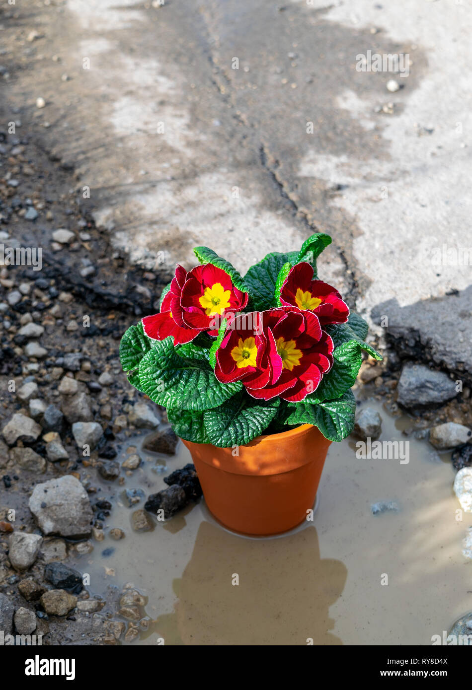A small pot of Red Polyanthus Flowers inside a Large Pothole on the ...