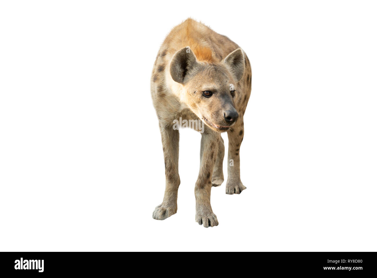 Hyena Cut Out Stock Images & Pictures - Alamy