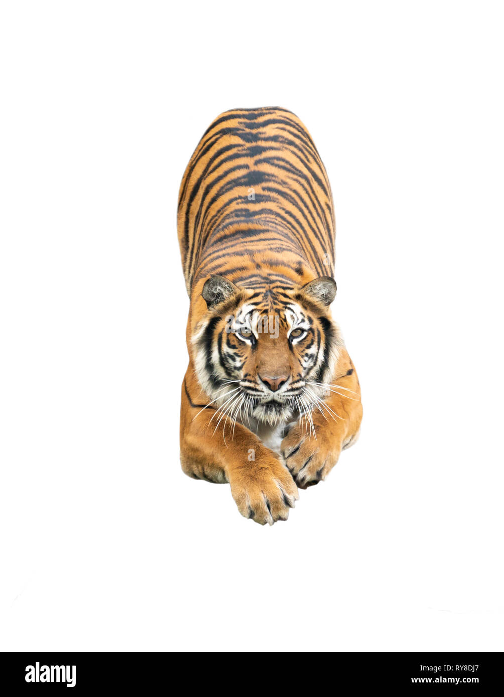 Tiger Cut Out Stock Images & Pictures - Alamy