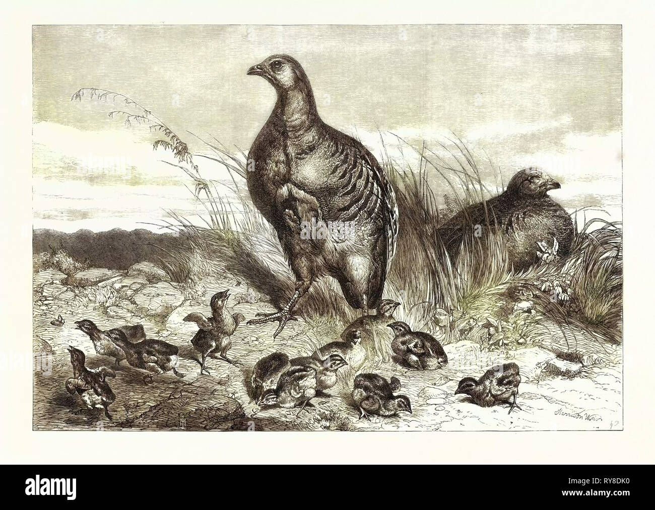 He was a brood hi-res stock photography and images - Alamy