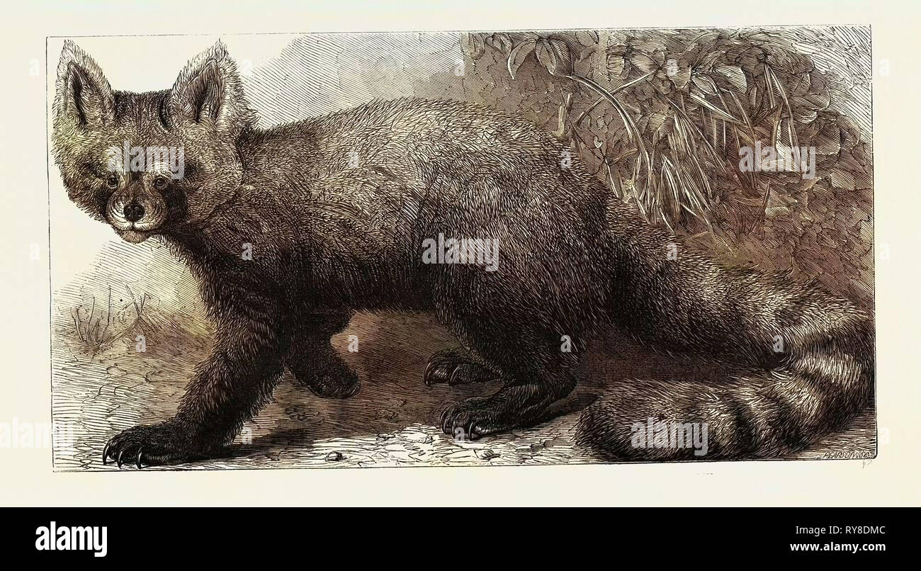 The Ailurus Fulgens at the Zoological Society's Gardens Regent's Park ...