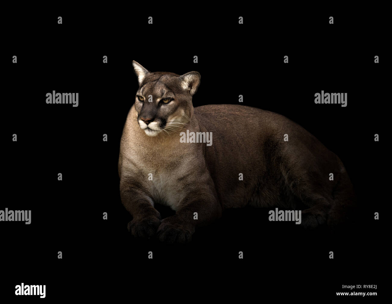puma concolor or cougar in dark background Stock Photo - Alamy
