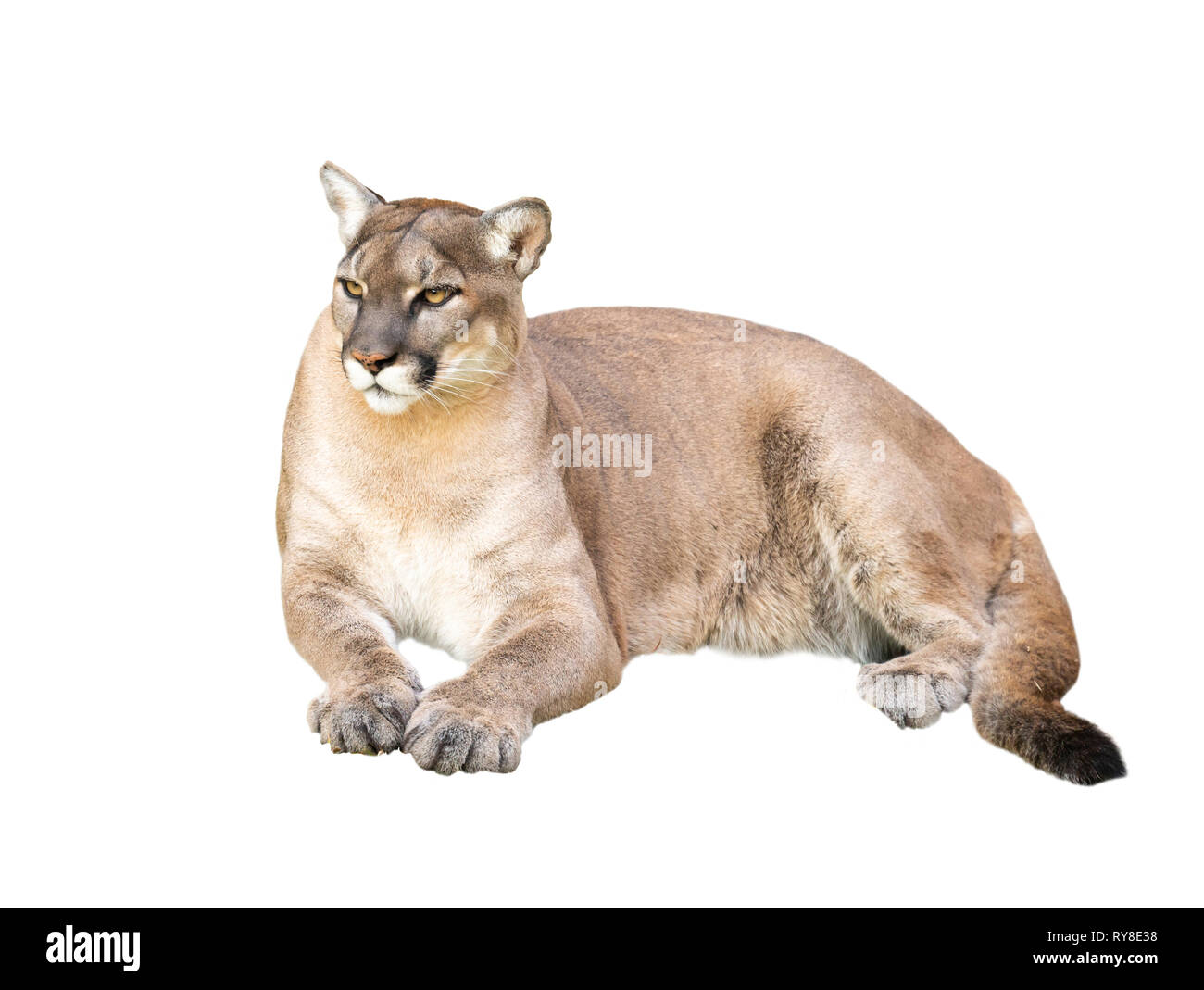 Cougar Cut Out Stock Images & Pictures - Alamy