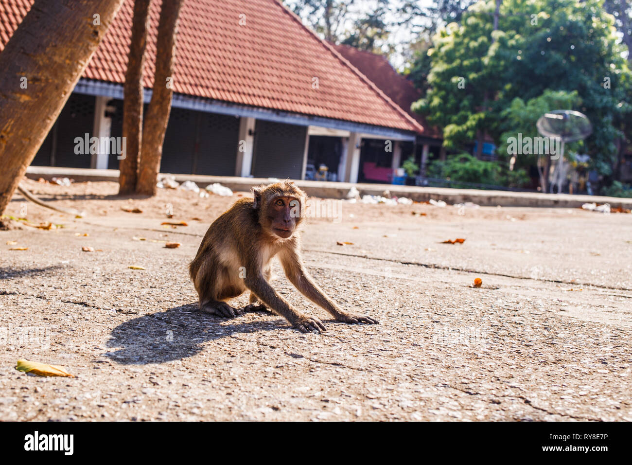 Monkey sit on ground Stock Photo - Alamy